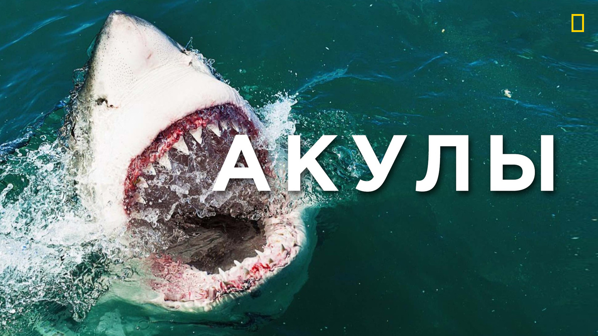 Акулы (сериал, 2017) смотреть онлайн в хорошем качестве HD (720) / Full ...