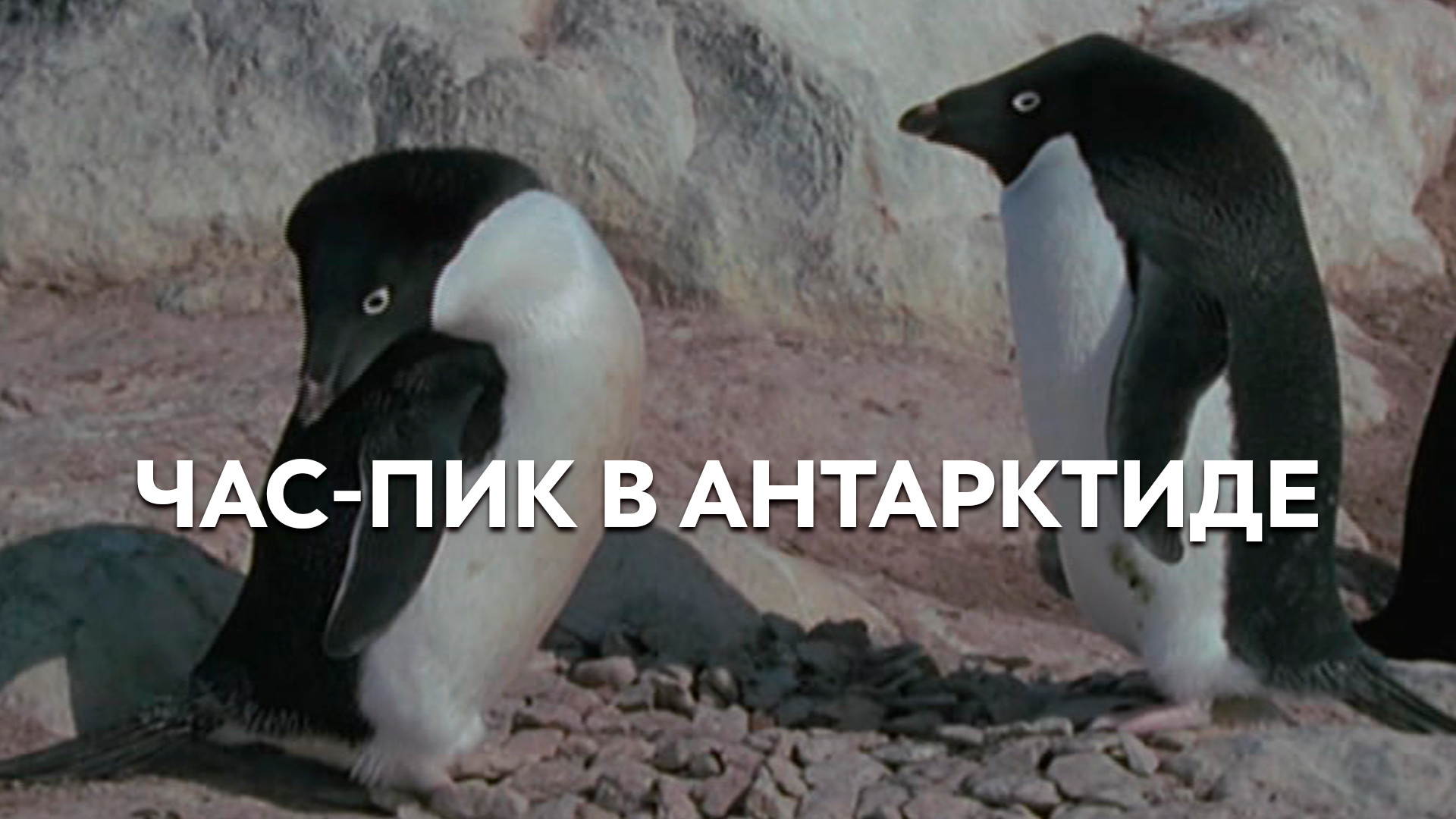 Час-пик в Антарктиде (фильм, 2004) - актёры и съёмочная группа